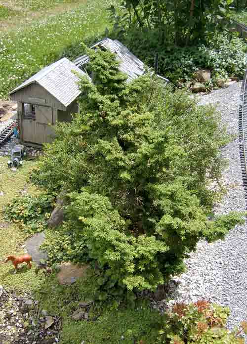 A gallery of miniature conifers | Garden Railways Magazine