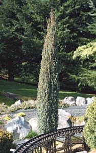 Dwarf Irish juniper | Garden Railways Magazine