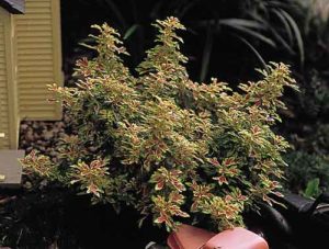 Miniature coleus | Garden Railways Magazine