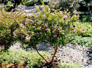 Miniature trees for warmer climates | Garden Railways Magazine