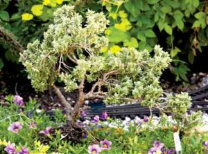 Miniature trees for warmer climates | Garden Railways Magazine