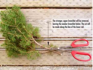 How to prune dwarf Alberta spruce | Garden Railways Magazine