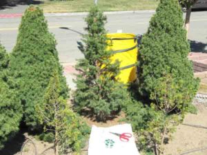How to prune dwarf Alberta spruce | Garden Railways Magazine