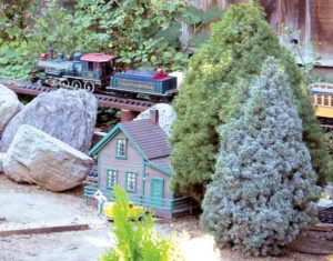 Sanders Blue dwarf Alberta spruce | Garden Railways Magazine
