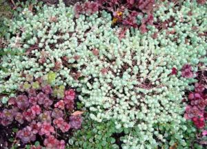 How to use sedum in your railroad garden | Garden Railways Magazine