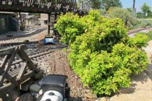 Ten tree-like plants to try on your railroad | Garden Railways Magazine