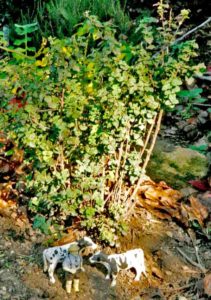 Ten tree-like plants to try on your railroad | Garden Railways Magazine