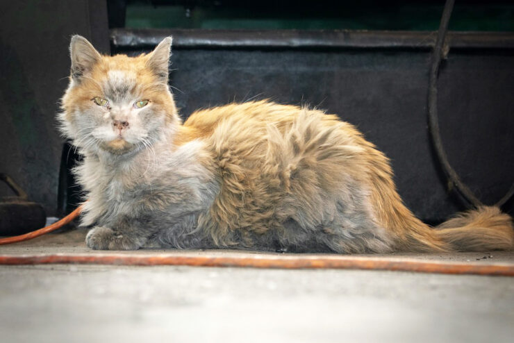 Meet Dirt the Cat: Nevada Northern Railway’s rail cat - Trains