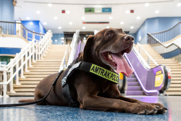 Amtrak police dogs - Trains