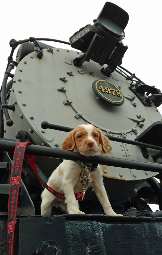 Railfanning with dogs 101 - Trains