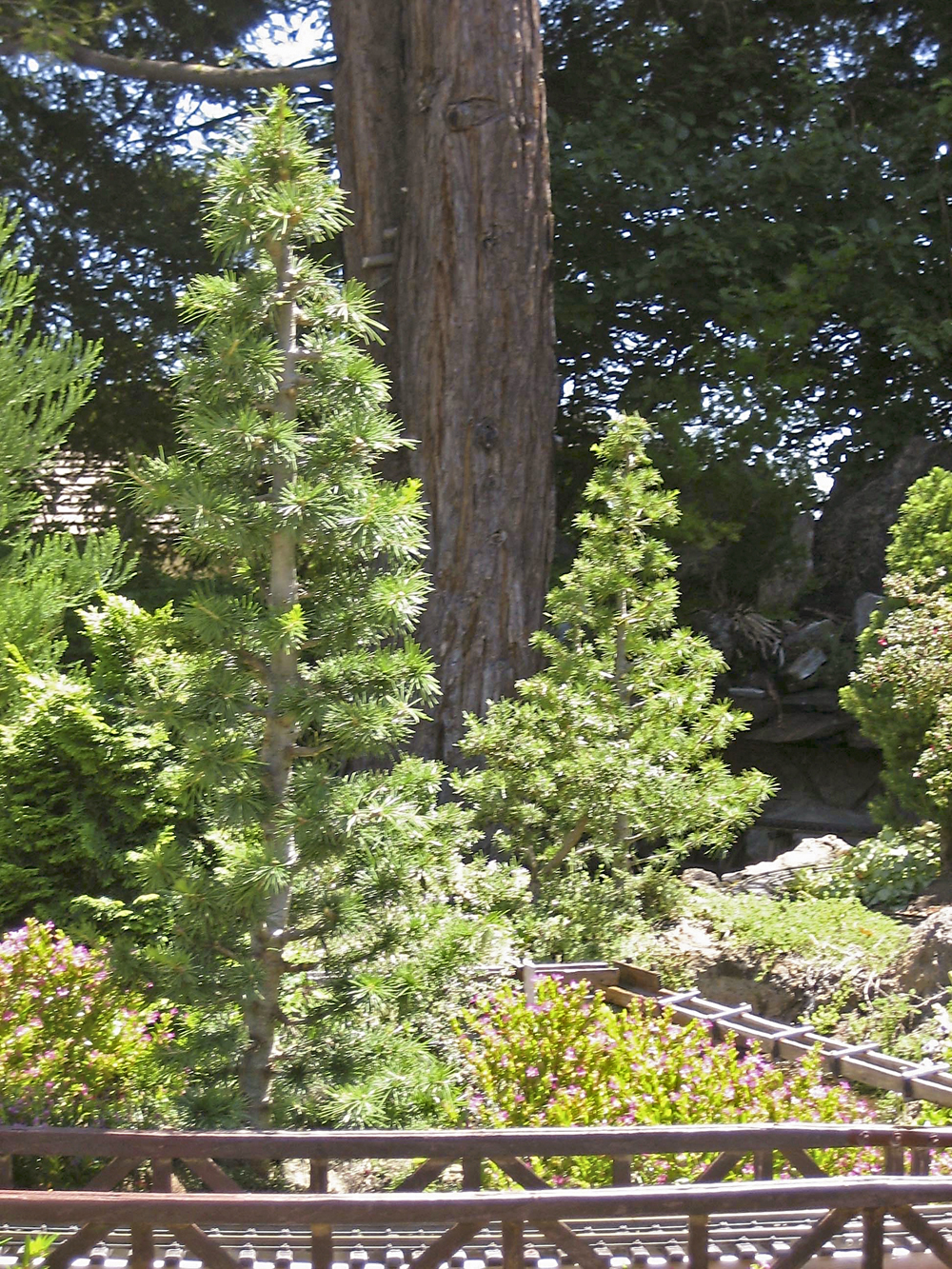 Pruning practices for miniature trees - Trains