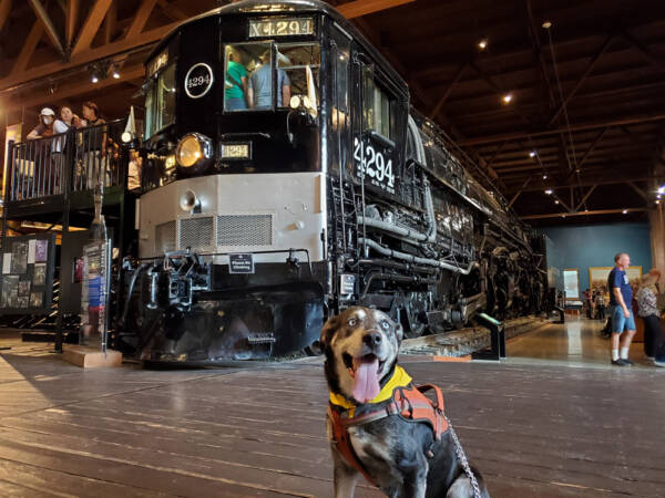 Max, notable railroad dog, dies at 9 - Trains